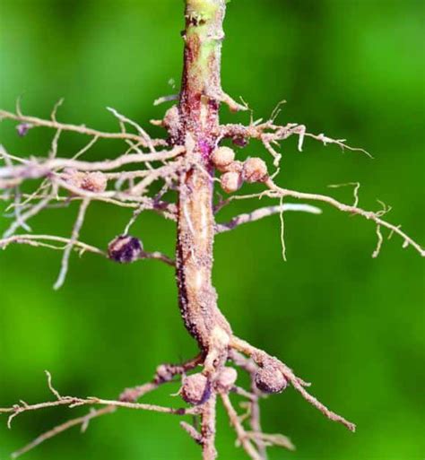 Lidea Check Soybean Nodulation And Fertilisation