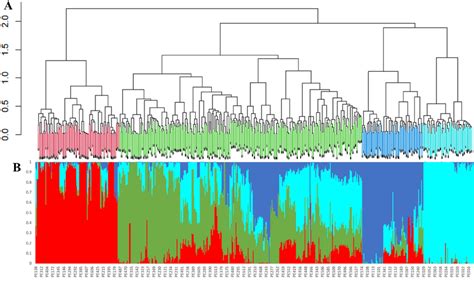 A Clustering Of 623 Sub Tropical Maize Inbred Lines Using Wards Download Scientific Diagram