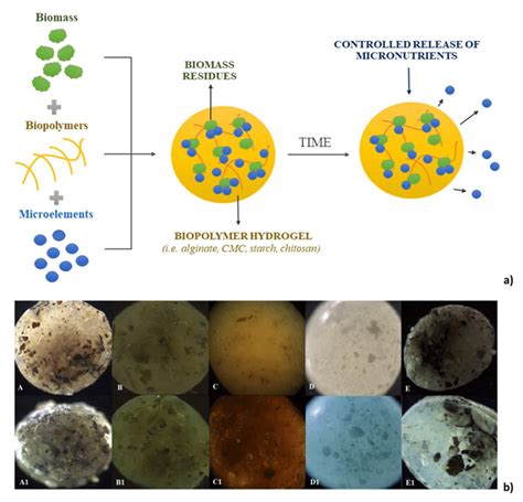 A Release Of Microelements From Hydrogels With Immobilized Biomass Download Scientific