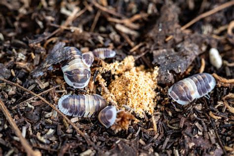 รูปภาพRoly-Poly – เลือกดูภาพถ่ายสต็อก เวกเตอร์ และวิดีโอ8,658 | Adobe Stock