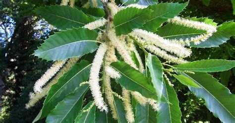 Gliffaes Tree Project Tree Labelling