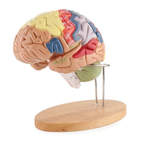 Medical Anatomical Human Brain Model Anatomy Cerebral Cortex Brain