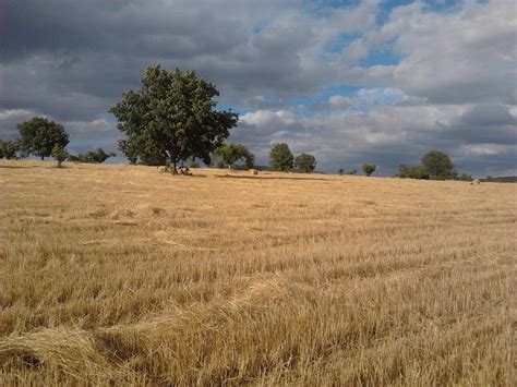 El Blog De Lechazo Charro La Diferencia Entre Cordero Y Lechazo