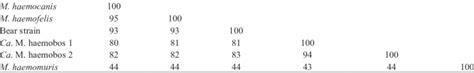 Similarity Matrix Showing Nucleotide Sequence Homology Among The Its Download Table
