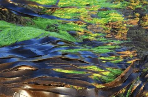 Guide To Algae Colors Understanding Types And Algae Impact