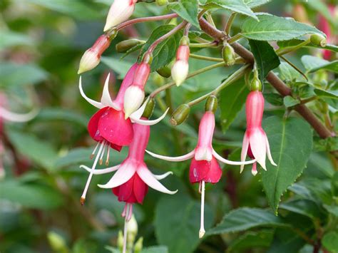 9 Gorgeous Different Types Of Fuchsia Plants Garden Lovers Club