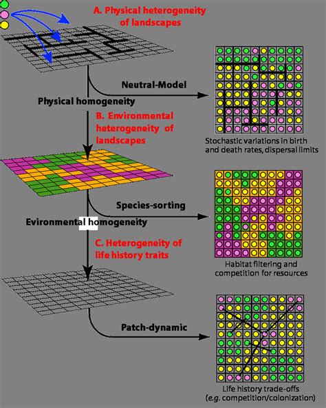 three main paradigms of the metacommunity theory and associated