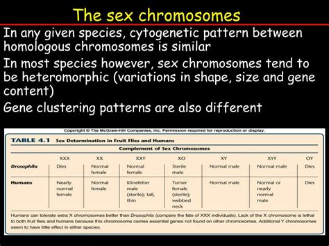 Ppt Mitochondrial Genome Powerpoint Presentation Free Download Id