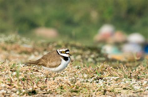 Little Ringed Plover Venket Ramana Flickr