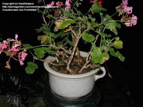 Specialty Gardening Odd Containers By Handhelpers
