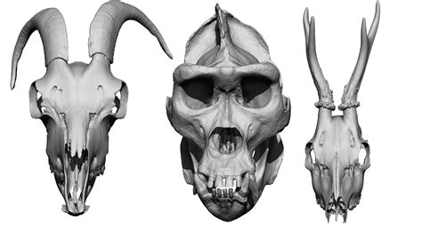 Animal Skulls Anatomy 360