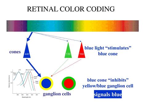 Ppt Color Vision Powerpoint Presentation Free Download Id4374190