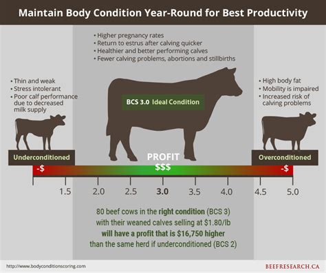 Body Condition - BeefResearch.ca