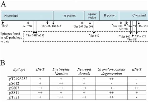 A Schematic Representation Of The Prb Protein Showing Known Download Scientific Diagram