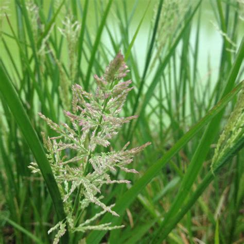 Redtop Panicgrass Project Noah