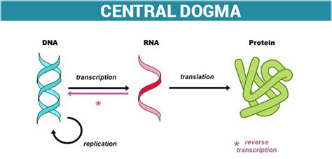 Easy Read On Biological Sequences In 2 Mins Ampersand Tutorials