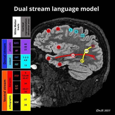 Brain Angular Gyrus