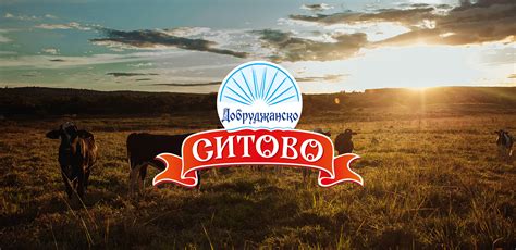 Мандра Ситово Производство на млечни продукти