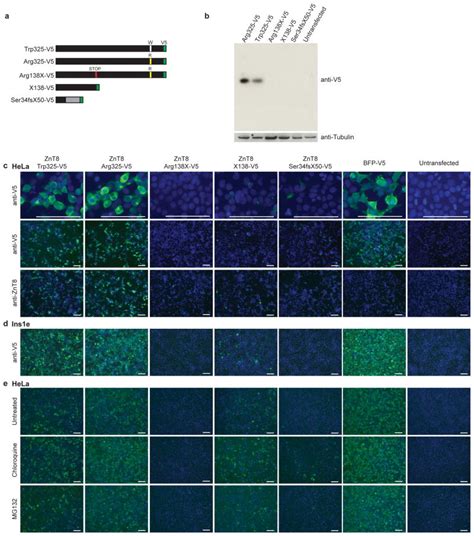 Loss Of Function Mutations In Slc30a8 Protect Against Type 2 Diabetes Abstract Europe Pmc