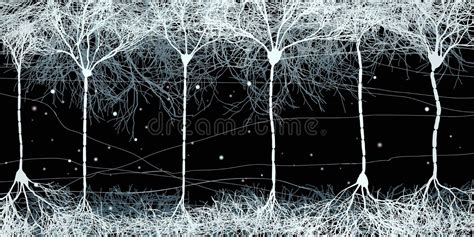 Neuron Neural Network Nerve Node Stock Image Image Of Signal Neural 116117579