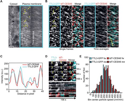 Ttl Bridges Microtubules And Cellulose Synthase Complexes Plantae