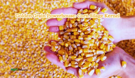 Optimizing Silage Corn Chopping Best Practices