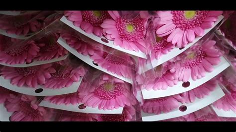 큐어미니거베라 핑크 생화 꽃집 꽃집창업 꽃값 온라인꽃시장 온라인꽃도매 인터넷꽃시장 인터넷꽃도매 서울꽃시장 꽃농장 꽃배송 생화배송