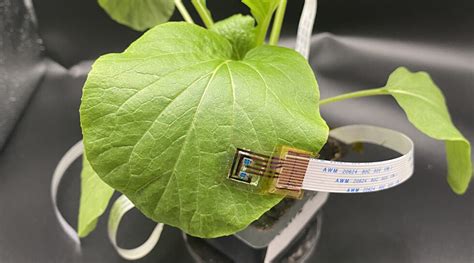 A Chlorophyll Sensor Detects Plant Stress For Better Crop Yields Advanced Science News