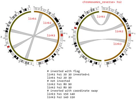 circos tutorials links and relationships ribbon twists circos