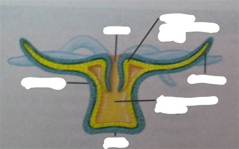 Polyp Diagram Diagram Quizlet