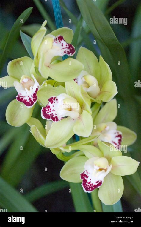 Orchid Cymbidium Everglades Gold Green Breeze Liza Stock Photo Alamy
