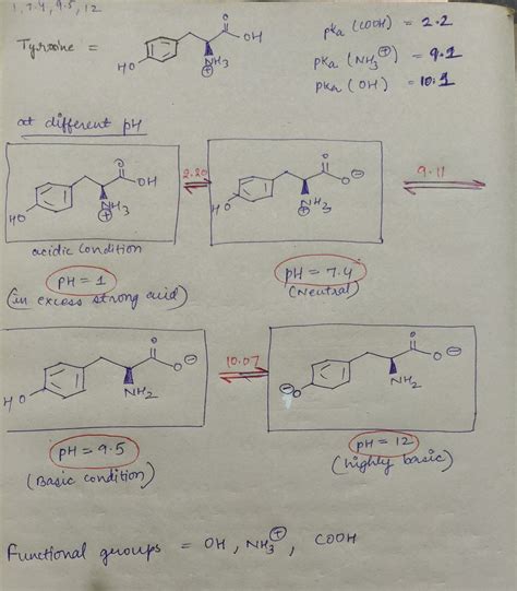 Solved C Application Of Ph Vs Pka Tyrosine An Amino Acid Is Shown