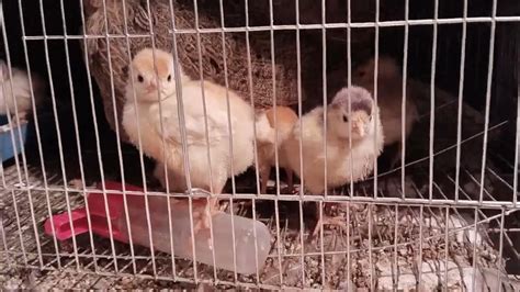 দেশি মুরগী দিয়ে ব্রয়লারের বাচ্চা পালন Rushan Agro New Farming Video 2025 Youtube