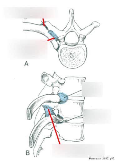 Diagram Of Posterior Joint Ligaments Quizlet