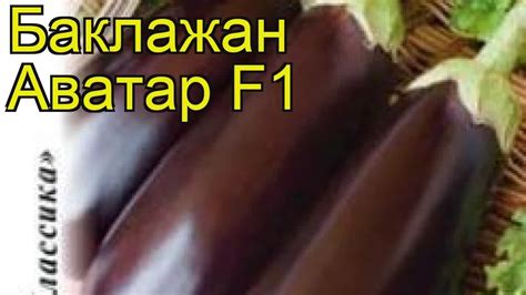 Баклажан Аватар F1. Краткий обзор, описание характеристик, где купить ...