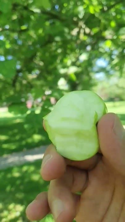 تفاح صغير مع ملح الطعم يجنن Sweden العراق Sverige قطر السعودية