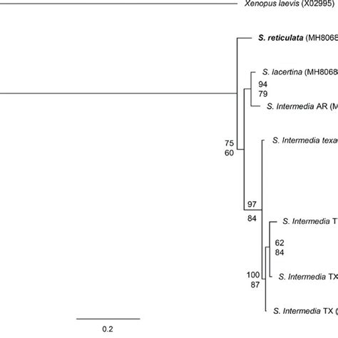 Bayesian Inference Consensus Tree For Sirens And Xenopus Laevis