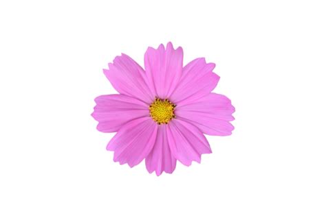 cosmos flower pngs for free download