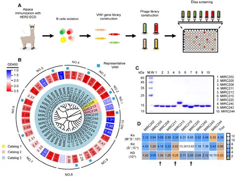 Immunization Of Alpaca With Recombinant Human Her2 Ecd Protein Yields Download Scientific