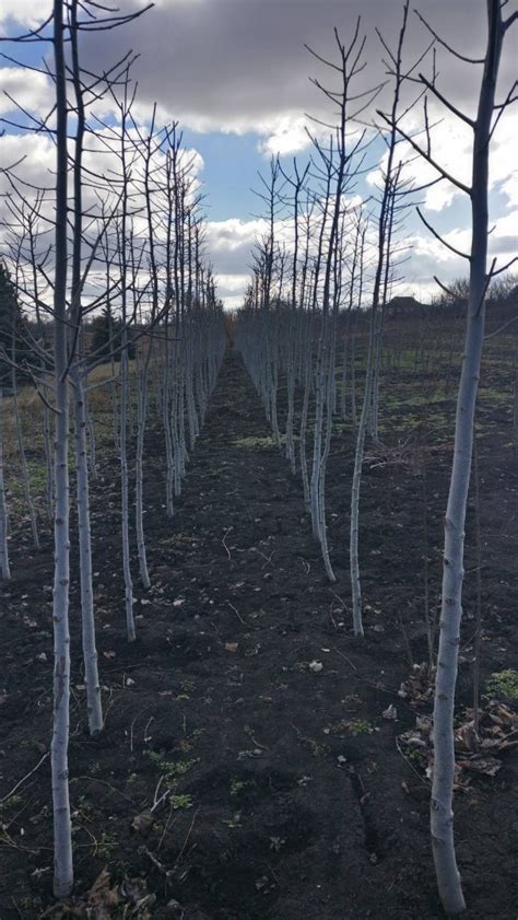 Саженцы осины обыкновенной в Кишиневе Populus Tremula дерево в Молдове Plante Md