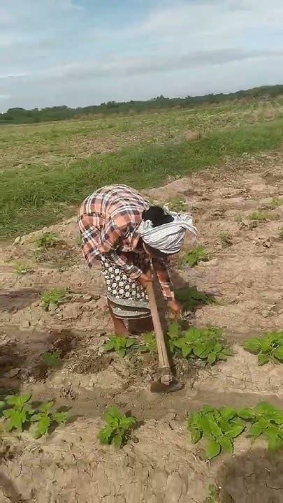 ပေါင်းသင် အညာရဲ့ သဘာဝအလုပ် Thelifeofmyanmarpeople Myanmar Youtube