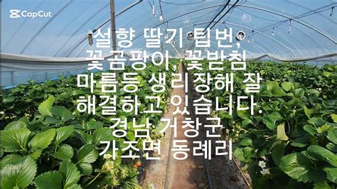 설향딸기팁번 꽃곰팡이 꽃받침마름등생리장해잘해결하고있습니다 250221금경남거창가조동례설향배드딸기 팁번해결 농합면역플러스 가조농약종묘사 상담01072582666