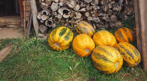 3 განსხვავებული სახეობის გოგრა იცით რომელი რისთვის უნდა გამოიყენოთ Gemrielia Ge