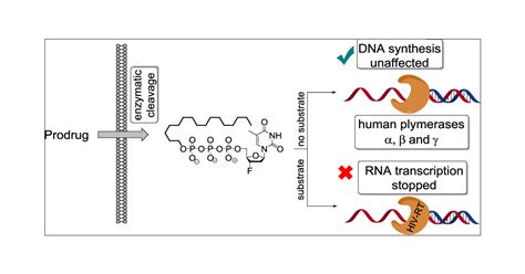 Triphosphate Prodrugs Of The Anti Hiv Active Compound 3′ Deoxy 3