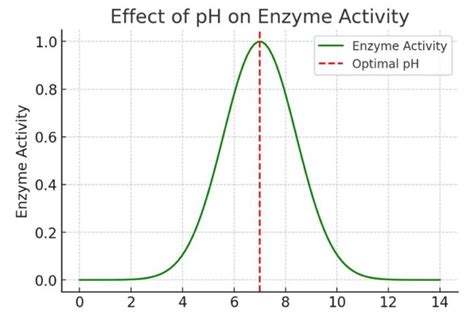 Lock And Key Theory Explained GCSE Biology