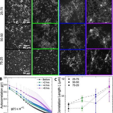 Myosin Activity Drives Sustained Mesoscale Clustering In Download