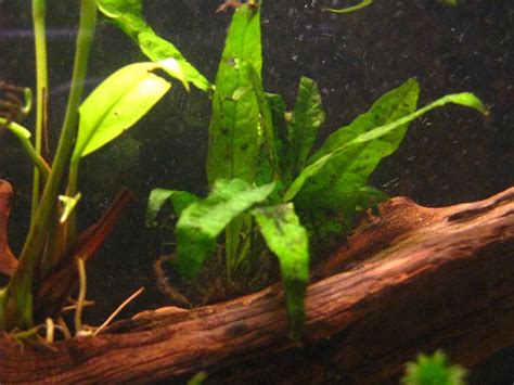 How To Glue Java Fern To Rock Glue Lab