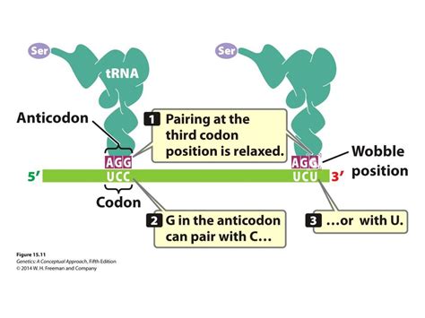 The Genetic Code And Translation Ppt Download