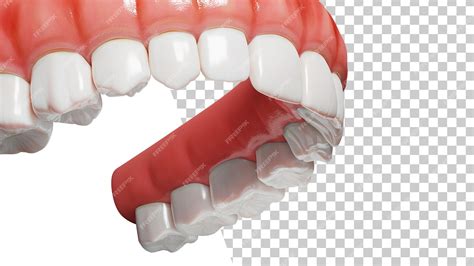 인간의 치아 잇몸과 치아 근접 촬영과 인간의 턱 치과 해부학 측면보기 3d 렌더링 프리미엄 Psd 파일