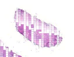 MRXS File Seem Error With Read Region Function Issue Openslide Openslide Python GitHub